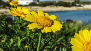 Arnica Tea Benefits. Uses and Side Effects